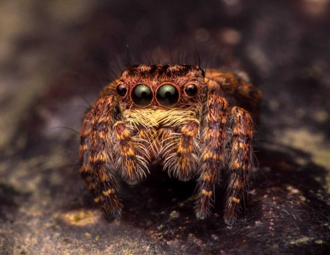 Canva – Jumping Spider (Salticidae)